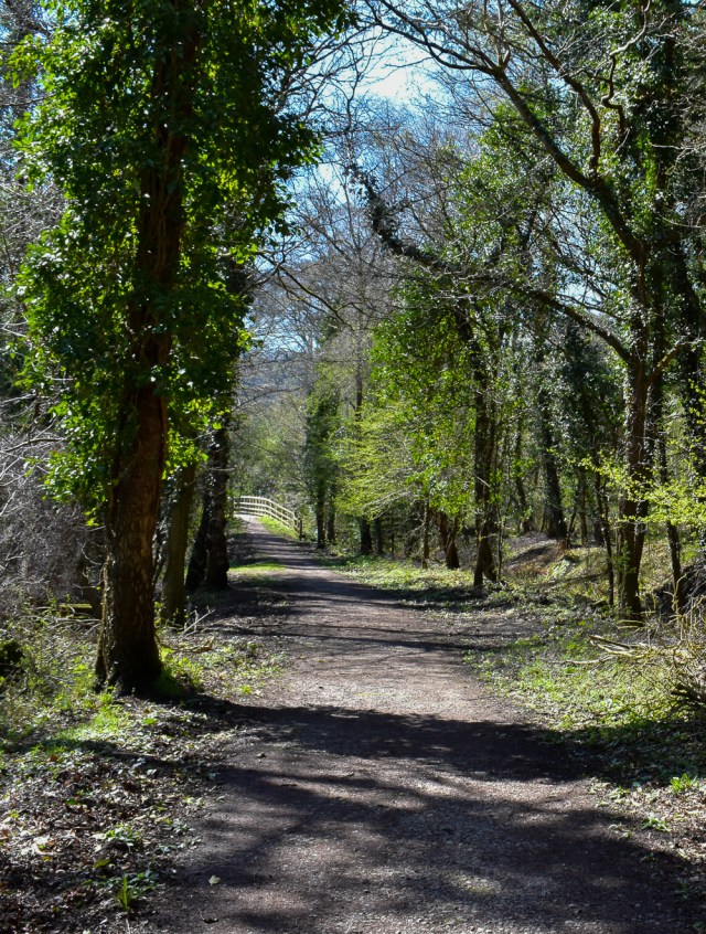 A Walk in the Spring Forest: #Poem – Stuart Aken