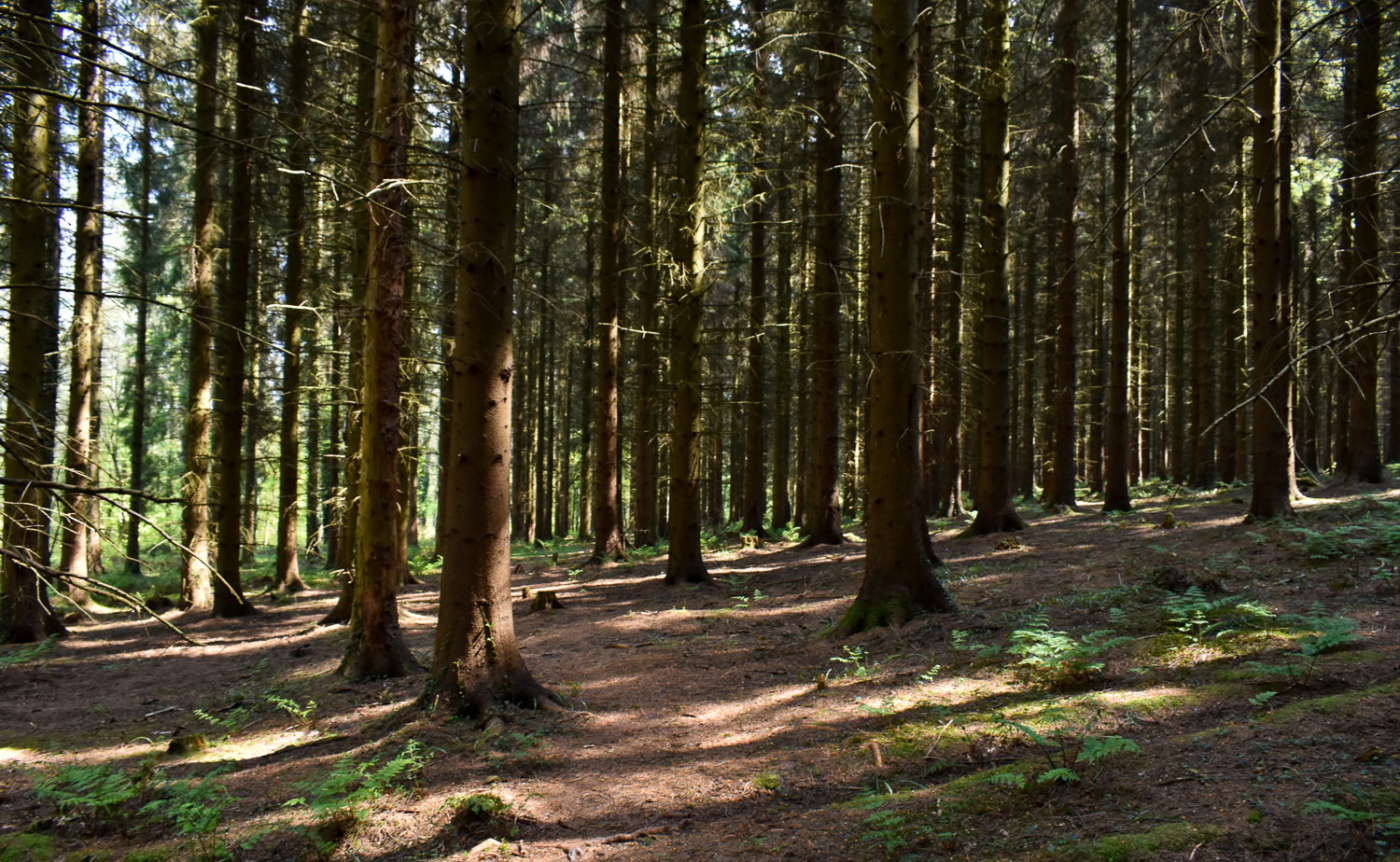 Daily Forest Walk Picture 28.04.20 – Stuart Aken