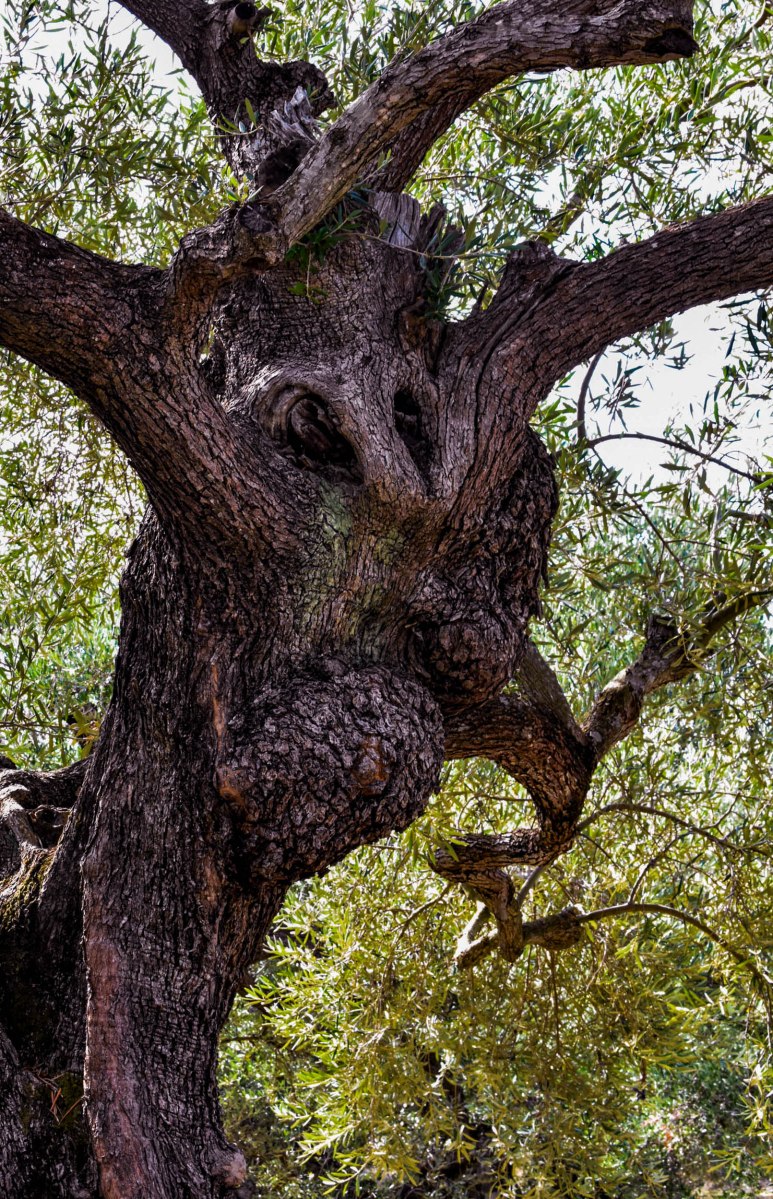 Oddities Observed On Outings #7 – Stuart Aken